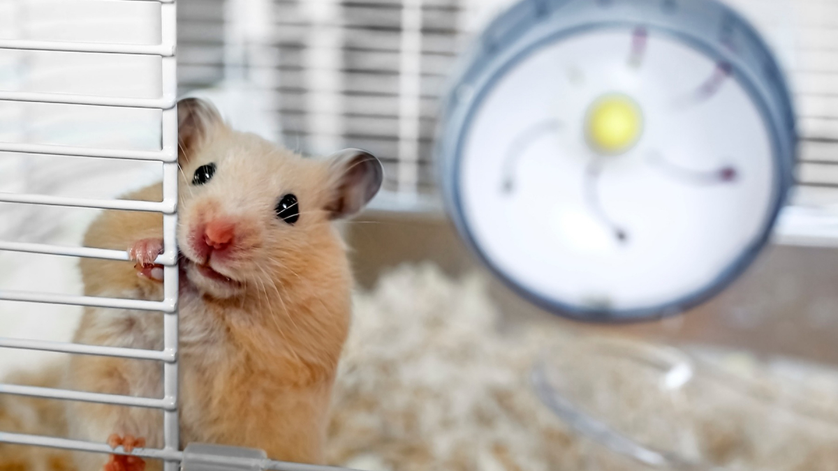 Les accessoires pour adopter un hamster : quels sont les indispensables