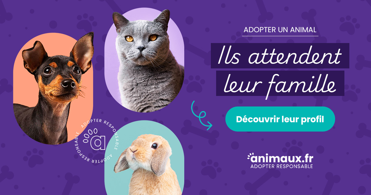 Adopter un Chien / Chiot en Île-de-France – Annonces d’adoption - Page 2