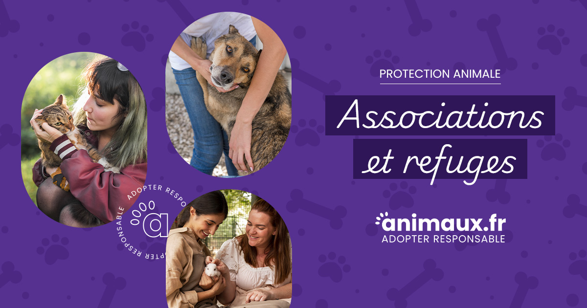 Associations & Refuges pour l’adoption d’animaux - Animaux.fr