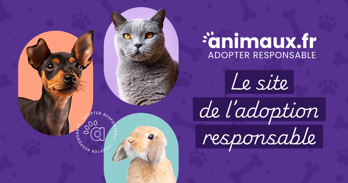 Protection animale : tout ce qu'il faut savoir sur les associations ...